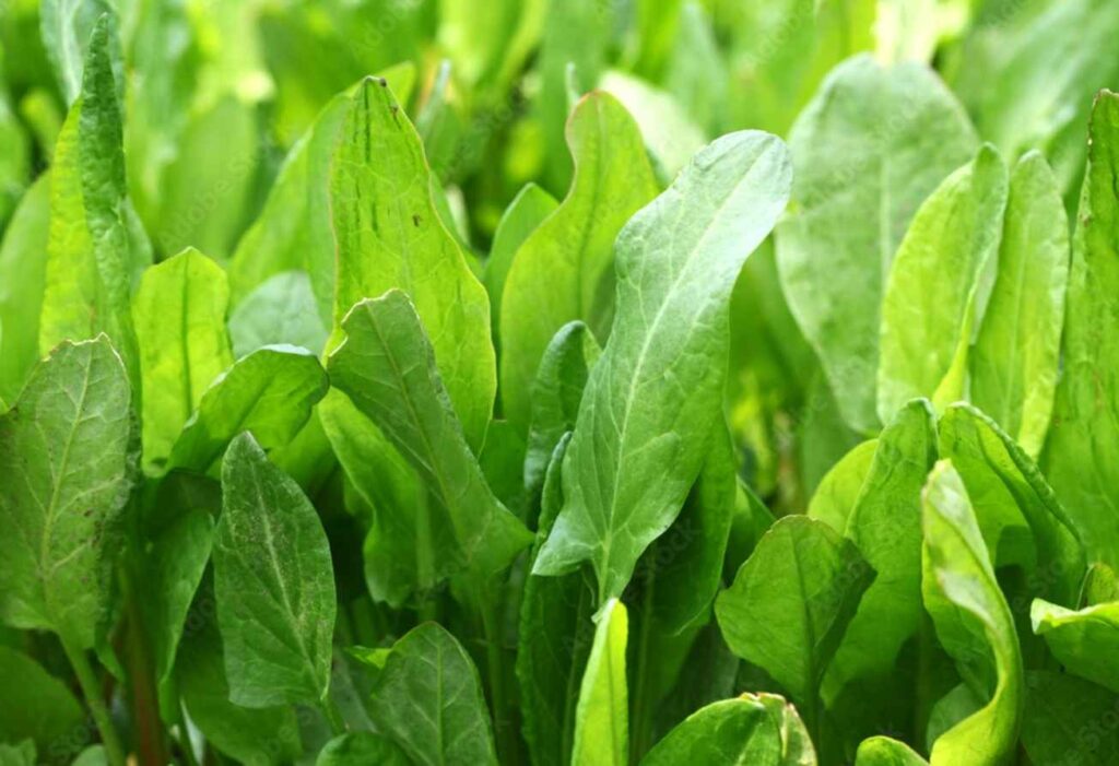 Labada nedir, nasıl pişirilir, faydaları nelerdir? | İyi Kahvaltı